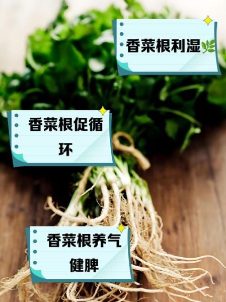芫荽根的功效与作用_芫荽根煮水能天天喝吗-第1张图片-山城妙识