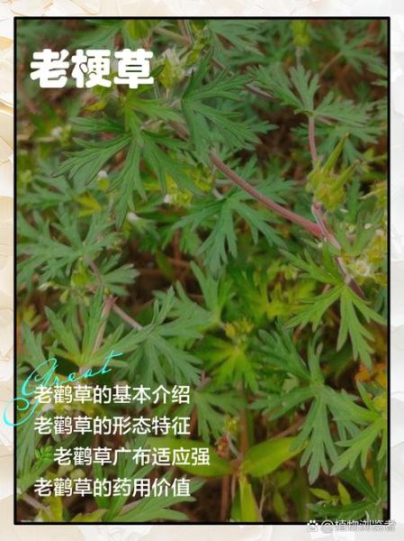 老鹳草的功效与作用_老鹳草怎么用效果最好-第1张图片-山城妙识