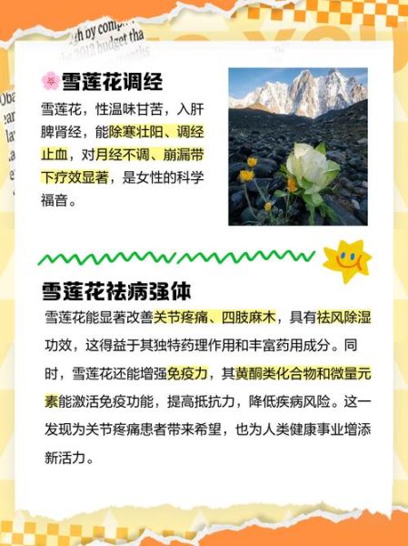 雪莲花对什么病最有疗效_雪莲花治风湿关节炎效果好吗-第1张图片-山城妙识