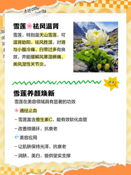 雪莲花对什么病最有疗效_雪莲花治风湿关节炎效果好吗-第2张图片-山城妙识