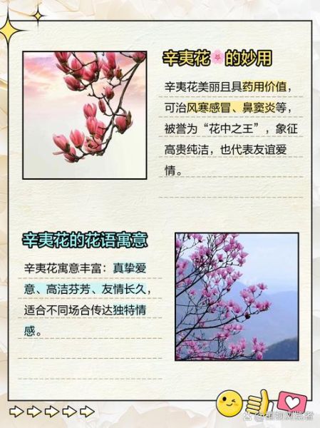 辛夷花的花语是什么_辛夷花适合送什么人-第1张图片-山城妙识