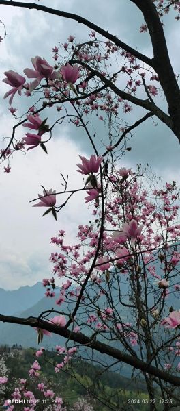 辛夷花的花语是什么_辛夷花适合送什么人-第3张图片-山城妙识