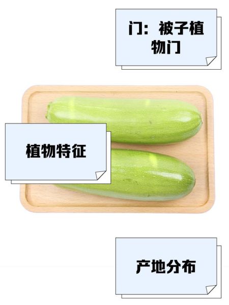 蒲瓜怎么挑选_蒲瓜和瓠瓜的区别-第2张图片-山城妙识
