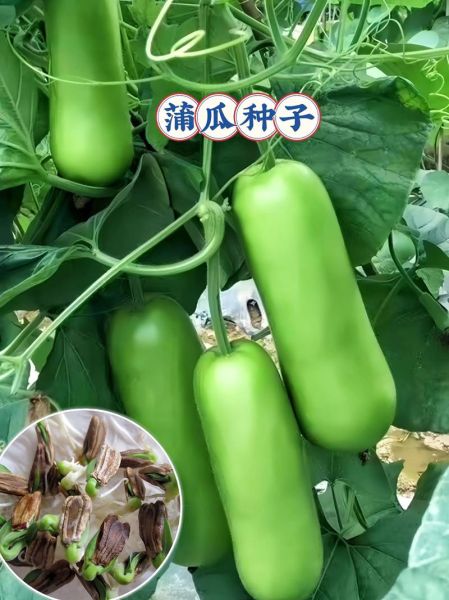 蒲瓜怎么挑选_蒲瓜和瓠瓜的区别-第3张图片-山城妙识