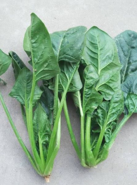 菠菜英语怎么说_spinach_发音_例句-第1张图片-山城妙识