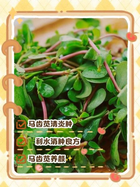 马齿苋怎么吃效果最好_马齿苋的吃法与功效-第3张图片-山城妙识 马齿苋怎么吃效果最好_马齿苋的吃法与功效-第3张图片-山城妙识