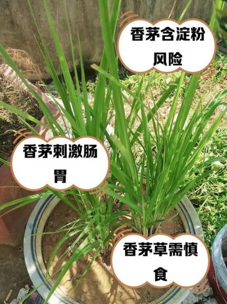香茅草孕妇可以吃吗_孕期食用香茅草安全吗-第1张图片-山城妙识