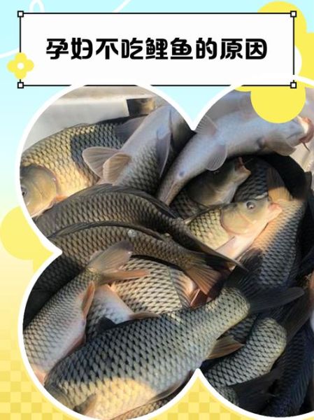 鲤鱼的营养价值_孕妇能吃吗-第3张图片-山城妙识