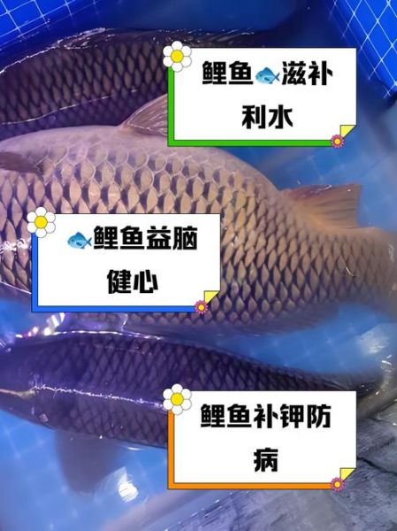 鲤鱼的营养价值_孕妇能吃吗-第2张图片-山城妙识