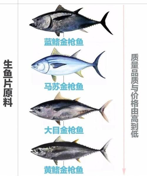 金枪鱼有几种品种_蓝鳍黄鳍大目区别-第2张图片-山城妙识