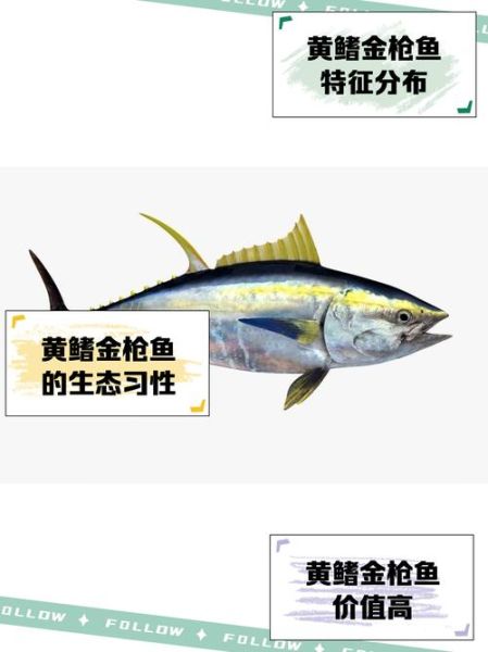 金枪鱼有几种品种_蓝鳍黄鳍大目区别-第3张图片-山城妙识