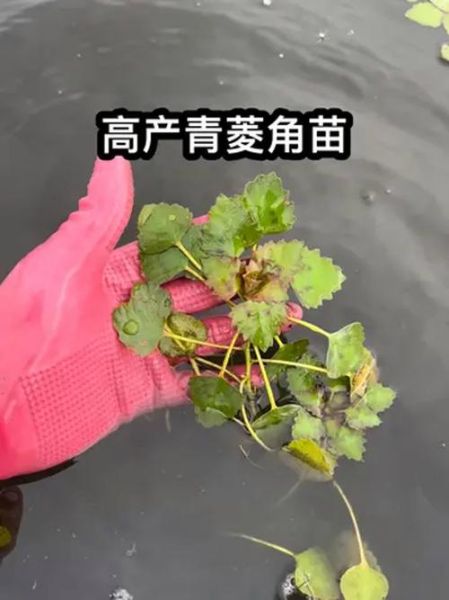 菱角长在水里吗_菱角怎么种植-第2张图片-山城妙识 菱角长在水里吗_菱角怎么种植-第2张图片-山城妙识