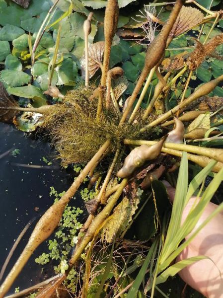 菱角长在水里吗_菱角怎么种植-第1张图片-山城妙识 菱角长在水里吗_菱角怎么种植-第1张图片-山城妙识