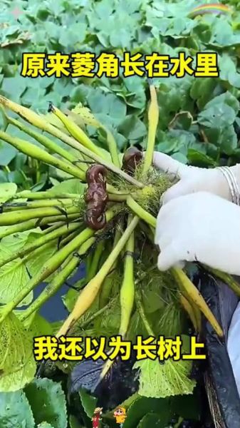 菱角长在水里吗_菱角怎么种植-第3张图片-山城妙识 菱角长在水里吗_菱角怎么种植-第3张图片-山城妙识
