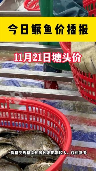 鳜鱼多少钱一斤2021_鳜鱼价格走势-第1张图片-山城妙识