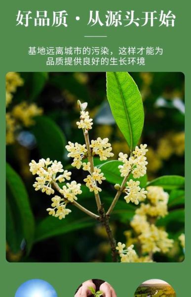 新鲜桂花怎么处理_如何保存桂花香味-第1张图片-山城妙识