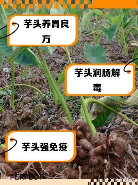 芋头的营养价值_芋头有哪些功效与作用-第2张图片-山城妙识