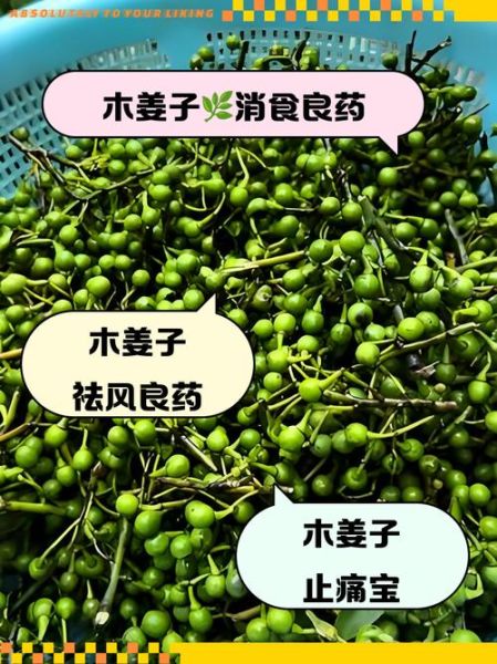 木姜子哪些人不能吃_木姜子禁忌人群-第1张图片-山城妙识