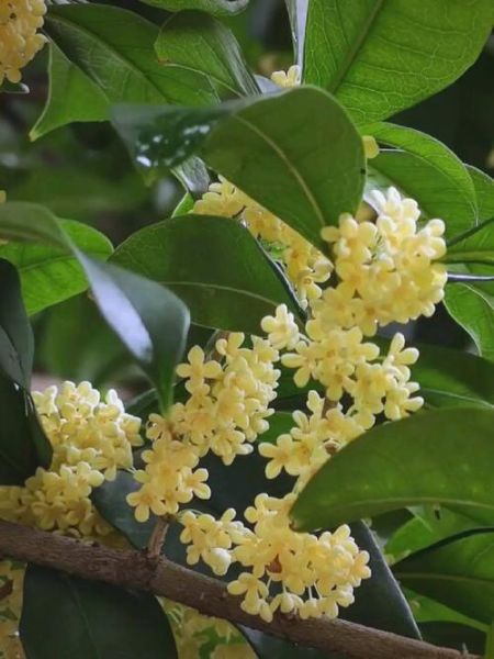 金桂树图片大全_金桂树什么时候开花-第2张图片-山城妙识