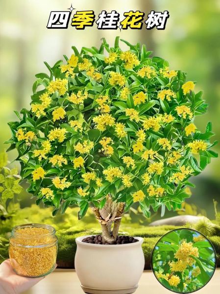 金桂树图片大全_金桂树什么时候开花-第3张图片-山城妙识
