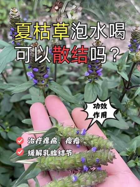 昆布海藻夏枯草能消结节吗_怎么吃才有效-第3张图片-山城妙识