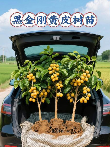 黄皮果树几年结果_黄皮果树怎么种-第2张图片-山城妙识