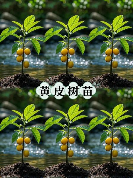 黄皮果树几年结果_黄皮果树怎么种-第3张图片-山城妙识