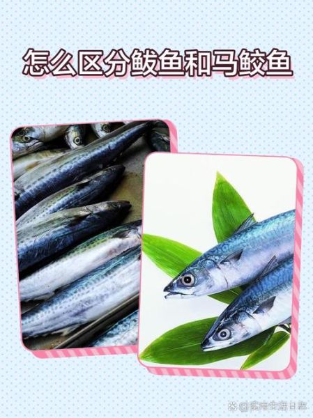 马鲛鱼和鲅鱼的区别_怎么一眼分辨-第1张图片-山城妙识