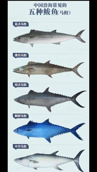 马鲛鱼和鲅鱼的区别_怎么一眼分辨-第2张图片-山城妙识