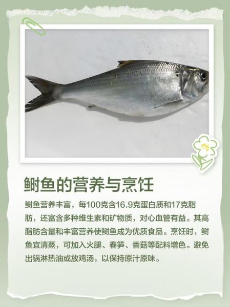 鲥鱼图片大全_如何分辨真假鲥鱼-第2张图片-山城妙识
