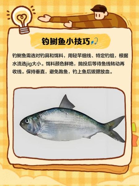 鲥鱼图片大全_如何分辨真假鲥鱼-第1张图片-山城妙识