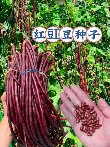 豇豆图片_豇豆怎么挑选-第2张图片-山城妙识