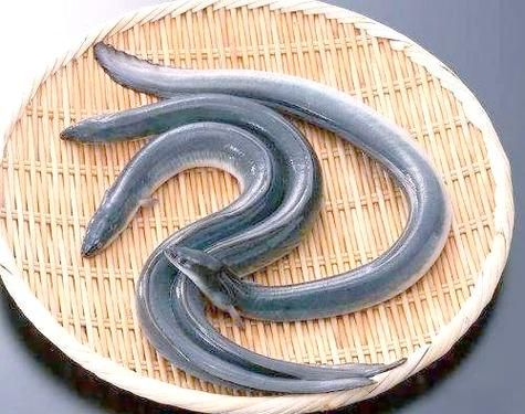 野生白鳝鱼怎么分辨_野生白鳝鱼多少钱一斤-第3张图片-山城妙识