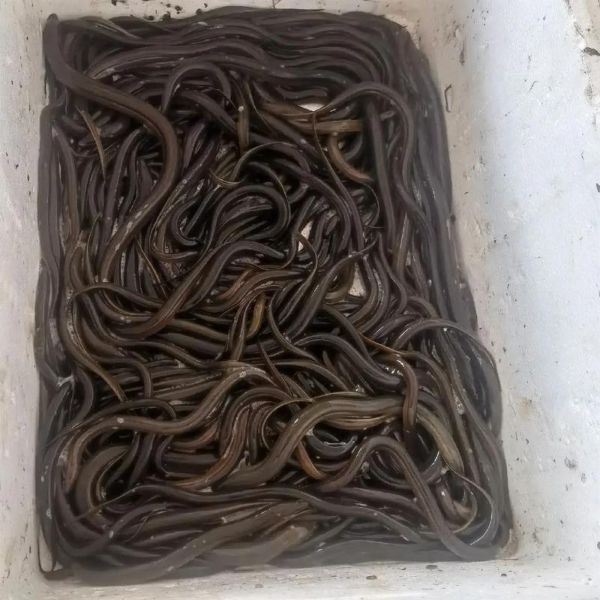 野生白鳝鱼怎么分辨_野生白鳝鱼多少钱一斤-第2张图片-山城妙识