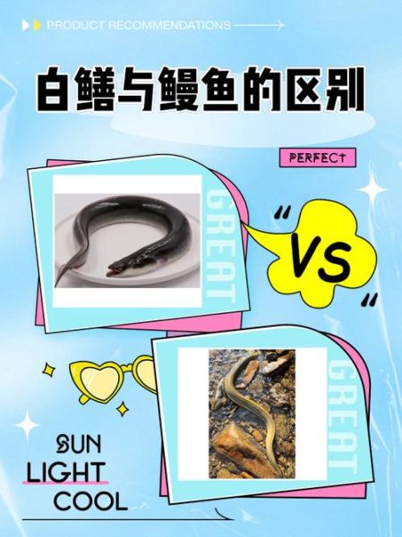 野生白鳝鱼怎么分辨_野生白鳝鱼多少钱一斤-第1张图片-山城妙识