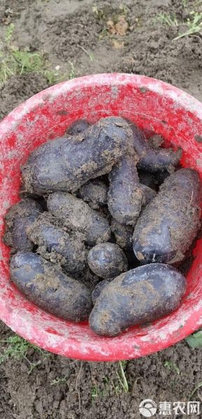 黑土豆产地在哪里_黑土豆哪里产的好吃-第3张图片-山城妙识 黑土豆产地在哪里_黑土豆哪里产的好吃-第3张图片-山城妙识