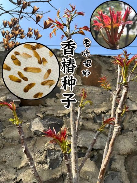 香椿种植成本_香椿亩利润有多少-第1张图片-山城妙识