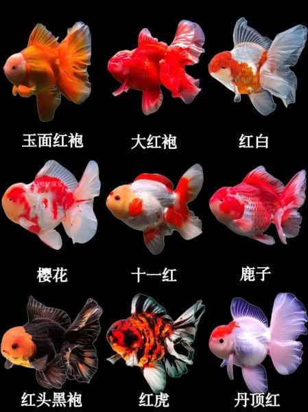 金鱼图片大全大图名称_如何挑选高清壁纸-第1张图片-山城妙识