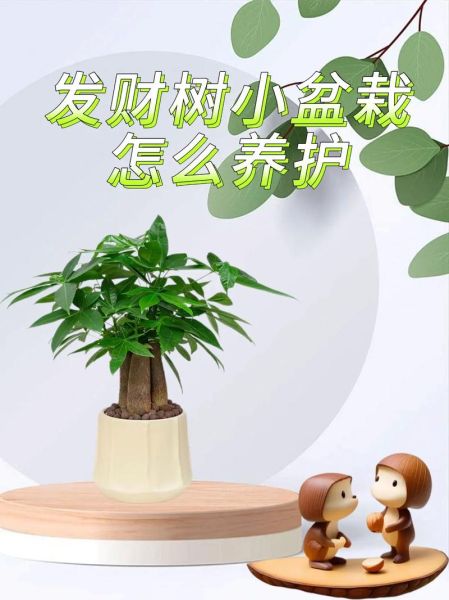 发财树怎么养_发财树养殖注意事项-第3张图片-山城妙识