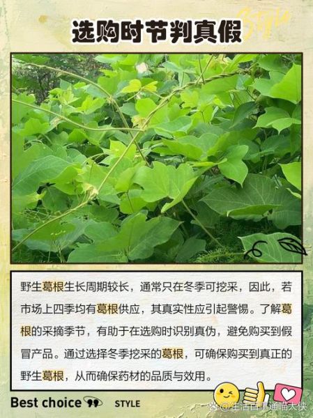 葛藤和葛根的区别_葛藤与葛根哪个好-第1张图片-山城妙识