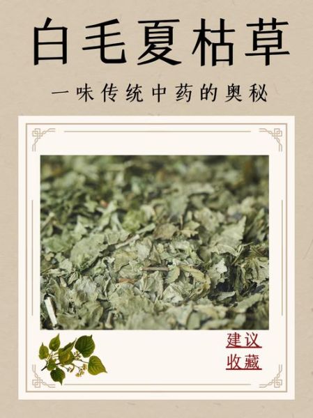 夏枯草的功效与作用_夏枯草能长期喝吗-第3张图片-山城妙识