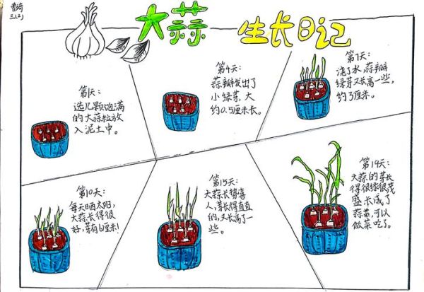 青蒜怎么种_青蒜种植技术-第3张图片-山城妙识