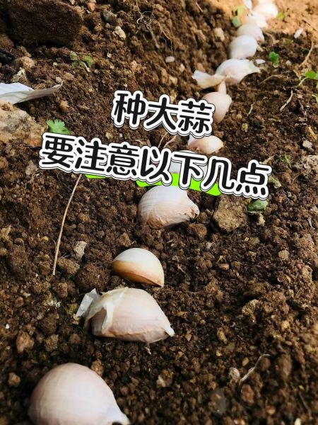 青蒜怎么种_青蒜种植技术-第2张图片-山城妙识