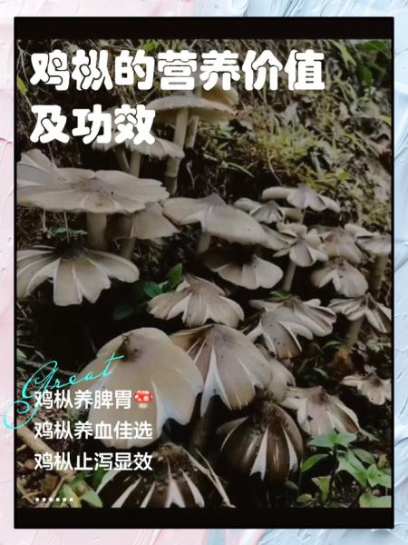 鸡枞菌的功效与作用_鸡枞菌怎么吃最营养-第1张图片-山城妙识