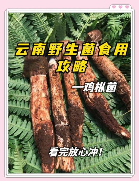 鸡枞菌的功效与作用_鸡枞菌怎么吃最营养-第3张图片-山城妙识