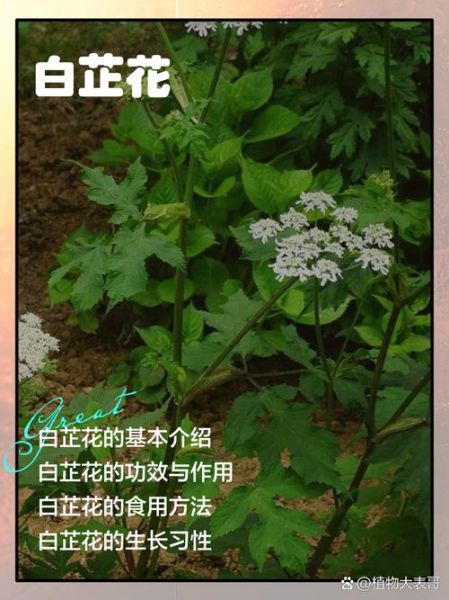 白芷的功效与作用用量_白芷一天吃多少克才安全-第3张图片-山城妙识