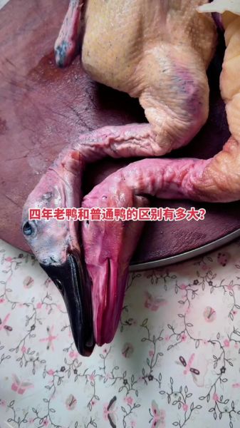 麻鸭和普通鸭子的区别_麻鸭为什么贵-第3张图片-山城妙识