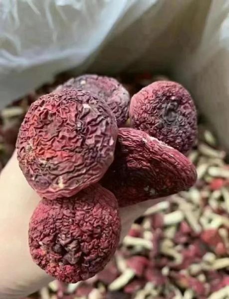 红菇怎么做好吃_红菇的功效与作用-第3张图片-山城妙识 红菇怎么做好吃_红菇的功效与作用-第3张图片-山城妙识