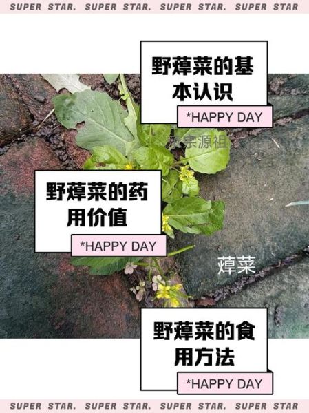 野蔊菜怎么吃_野蔊菜的功效与作用-第1张图片-山城妙识