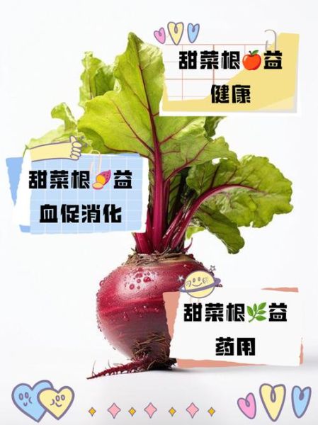 甜菜怎么种_甜菜的功效与作用-第1张图片-山城妙识